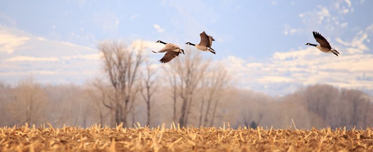 DOA_goosehunt_virgina - Big Game, Snow Goose and Duck Hunting in New ...